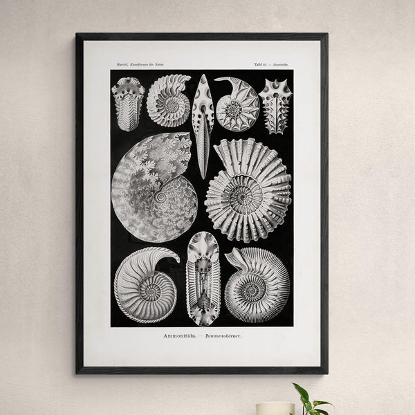 ernst-haeckel-ammonitida-nautilus-shells-seashells-sacred-geometry-fine ...
